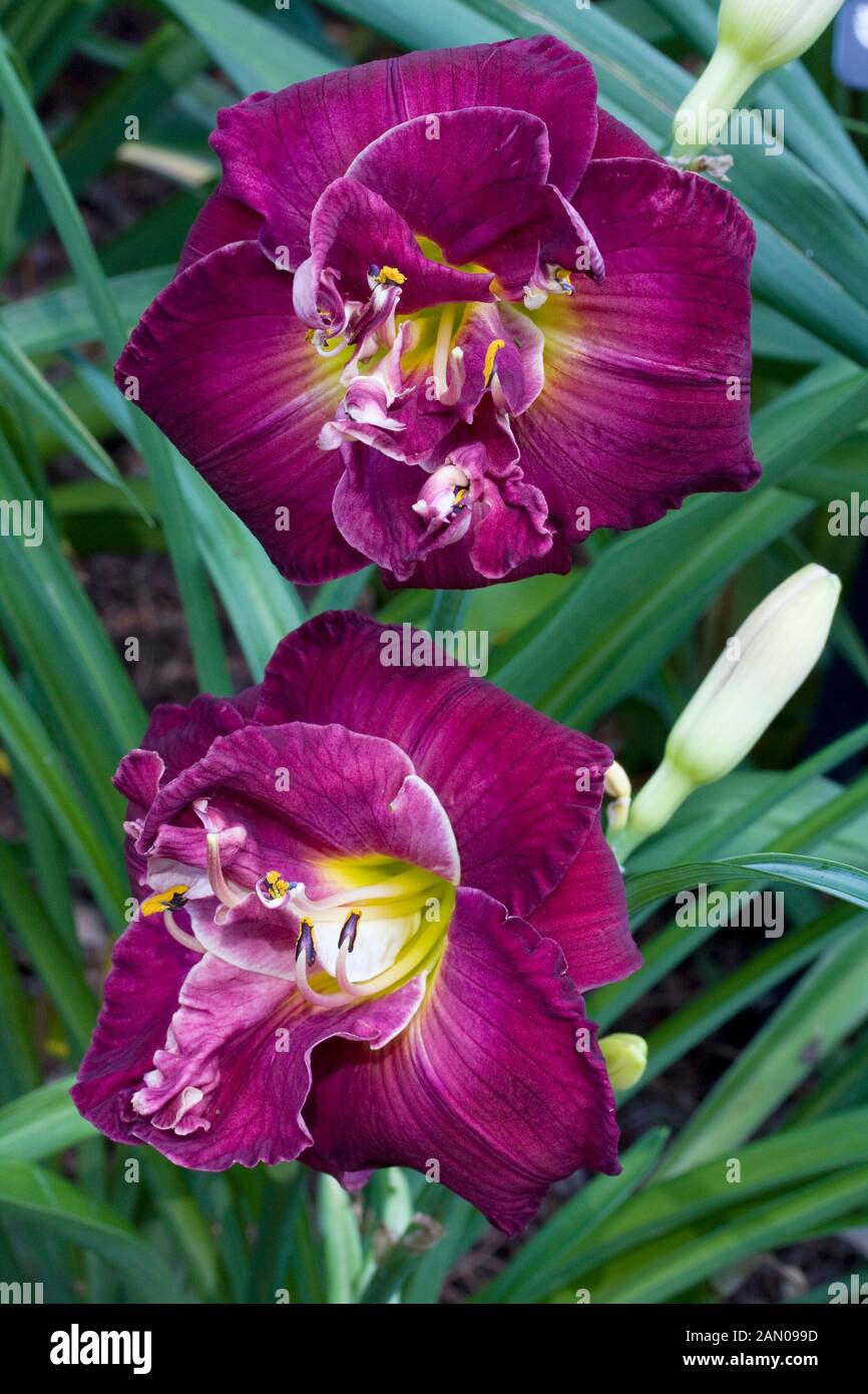 Double flower daylily hi-res stock photography and images - Alamy