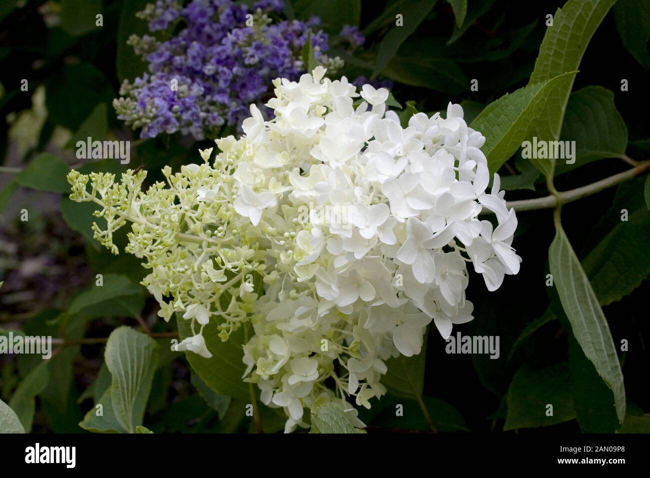 Hydrangea paniculata little lamb hi-res stock photography and images ...