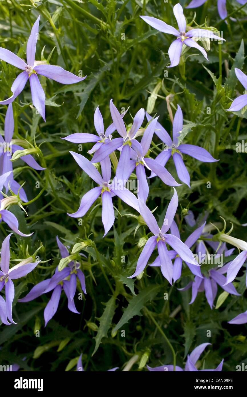 Isotoma hi-res stock photography and images - Alamy