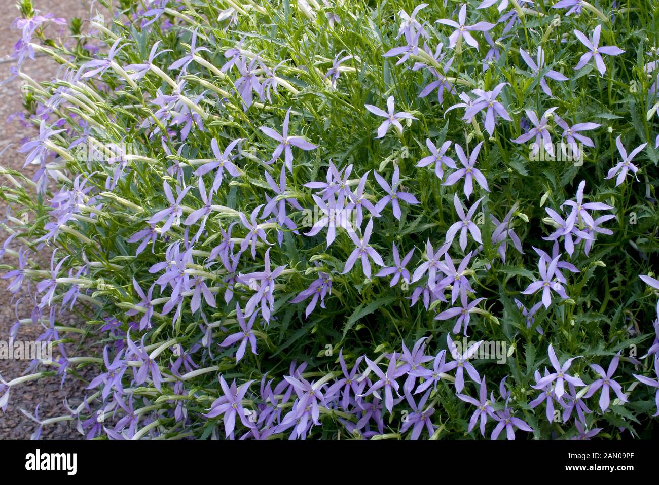 Isotoma axillaris blue star hi-res stock photography and images - Alamy