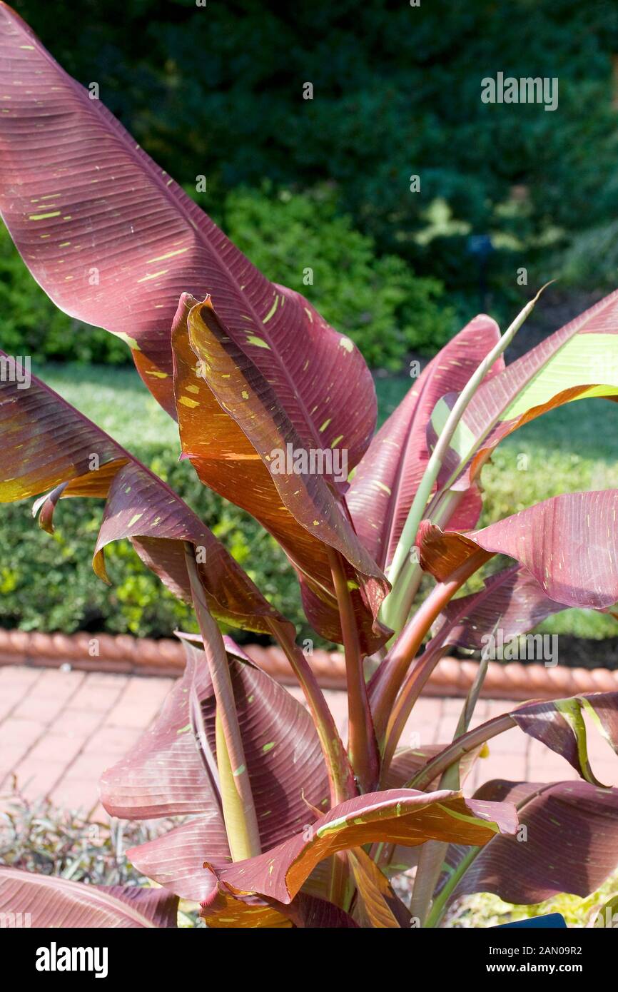 Musa siam ruby hi-res stock photography and images - Alamy