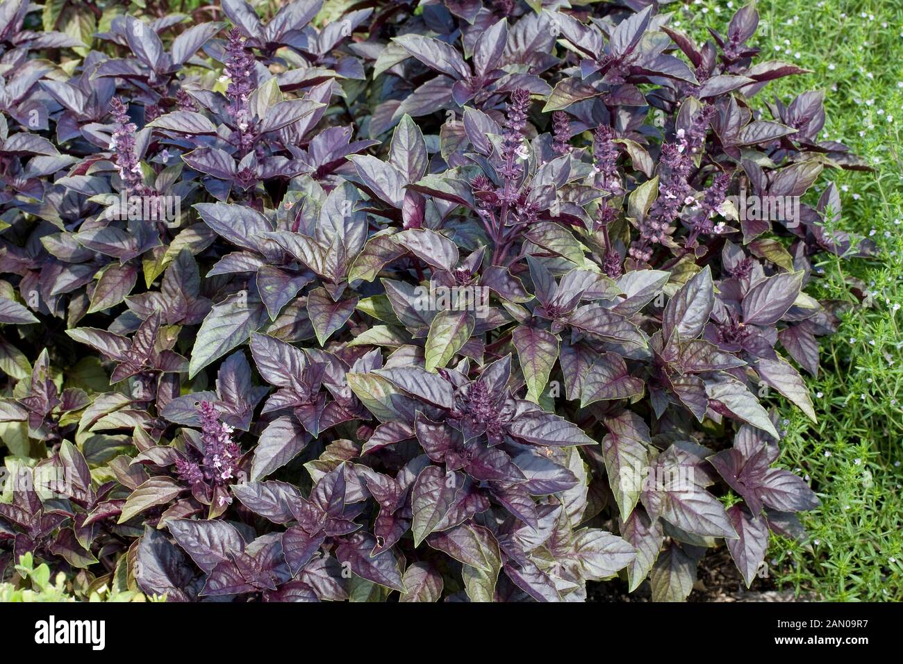 Ocimum red rubin hi-res stock photography and images - Alamy