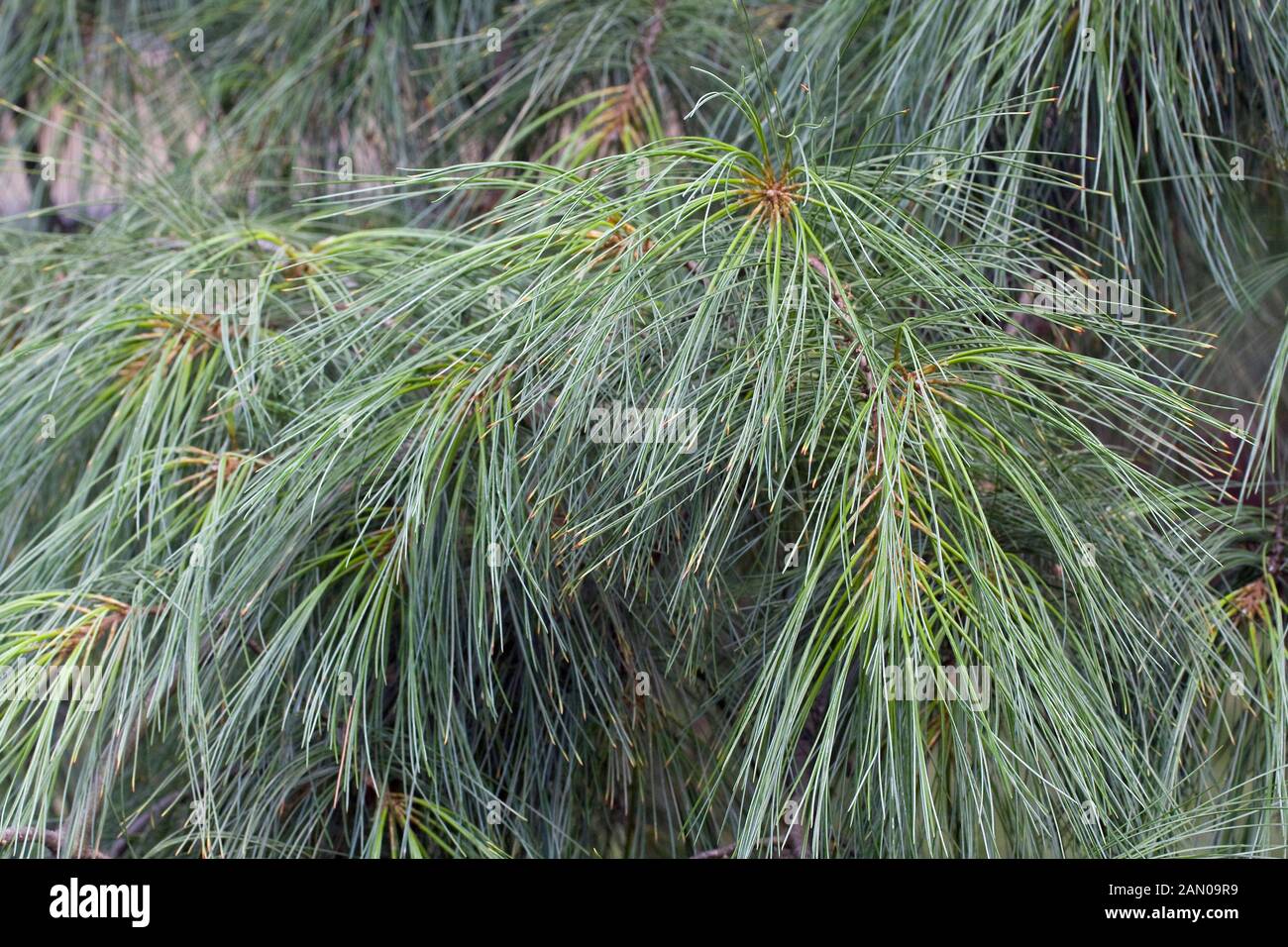 Pinus pendula hi-res stock photography and images - Alamy