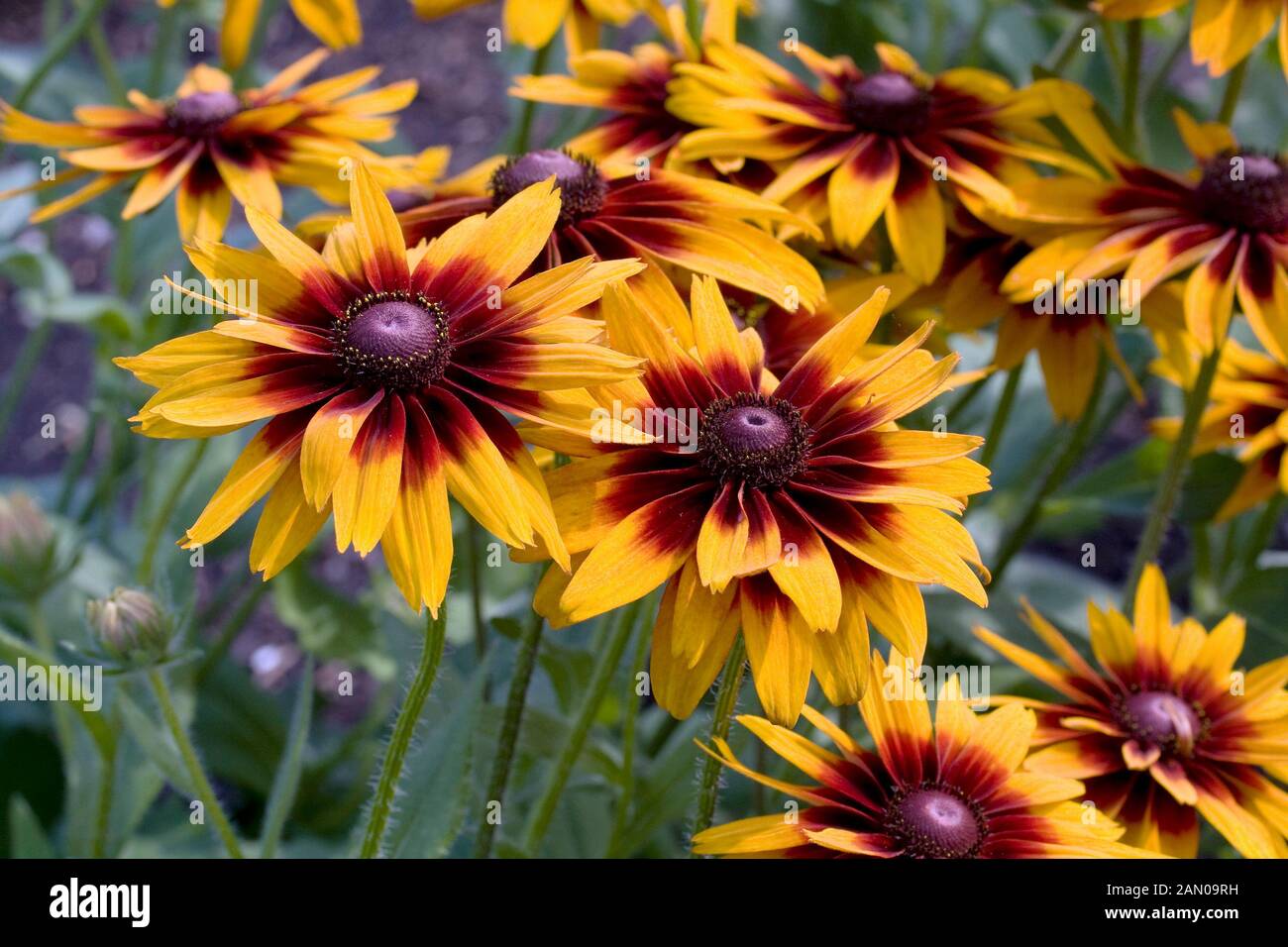 Rudbeckia Hirta Cherokee Sunset High Resolution Stock Photography and ...
