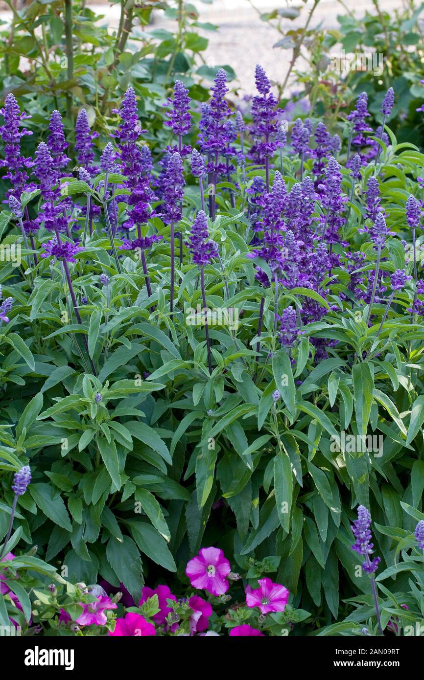 Evolution of flowers hi-res stock photography and images - Alamy