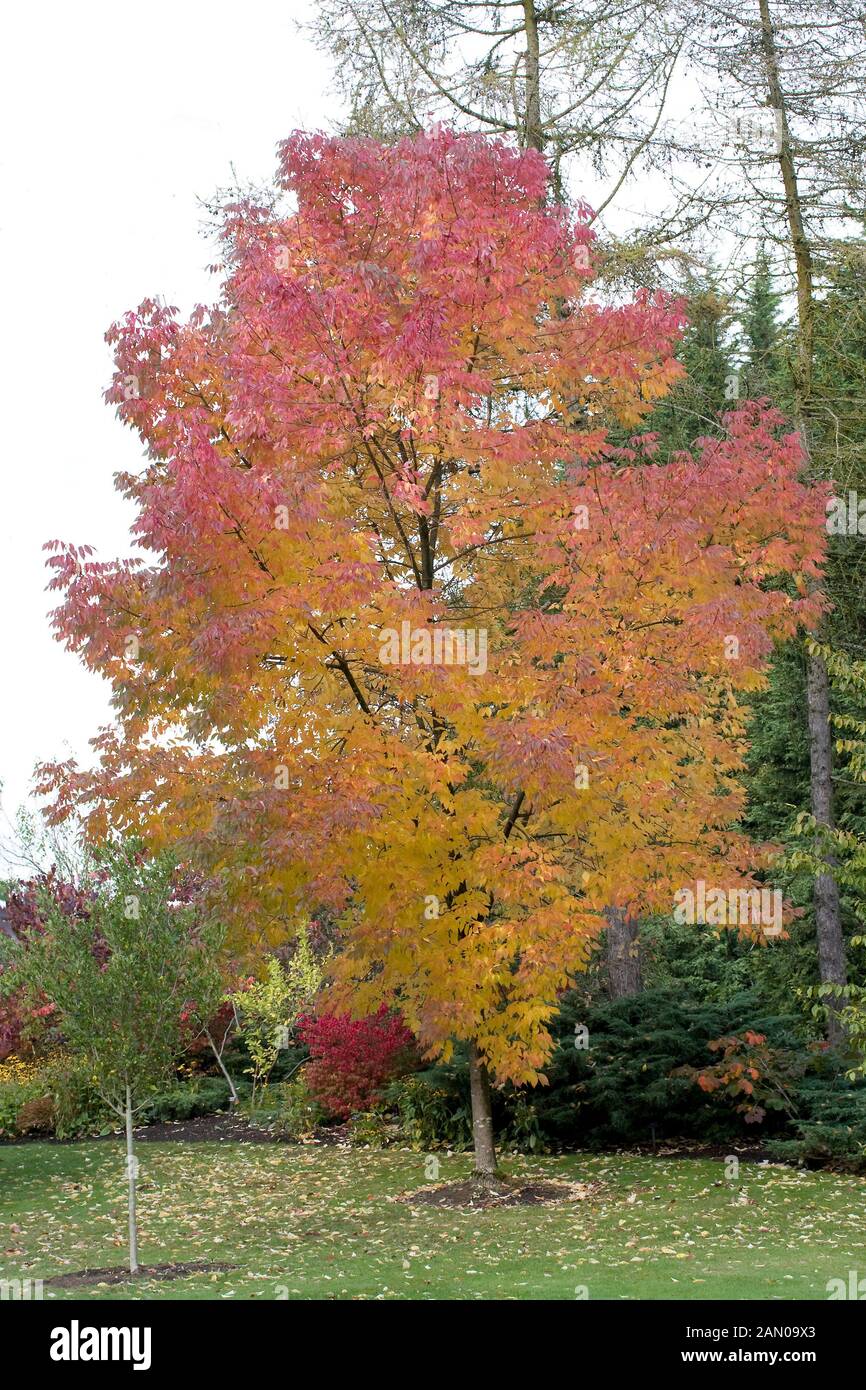 FRAXINUS AMERICANA AUTUMN APPLAUSE Stock Photo - Alamy