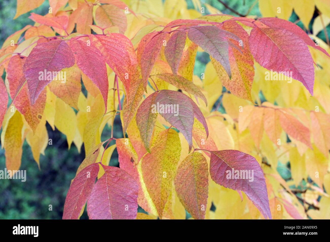 FRAXINUS AMERICANA AUTUMN APPLAUSE Stock Photo - Alamy