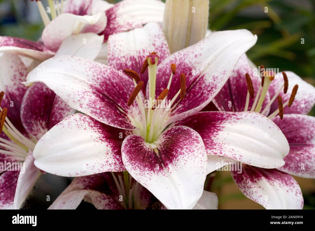 Lilium cappuccino hi-res stock photography and images - Alamy