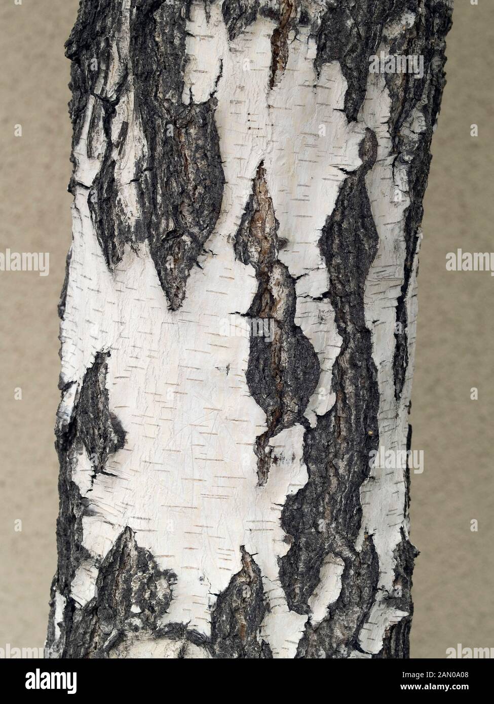 Betula pendula texture hi-res stock photography and images - Alamy