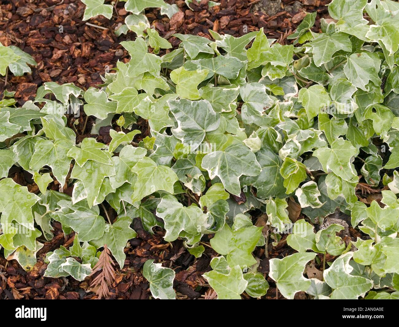 Hedera Helix Glacier High Resolution Stock Photography and Images - Alamy