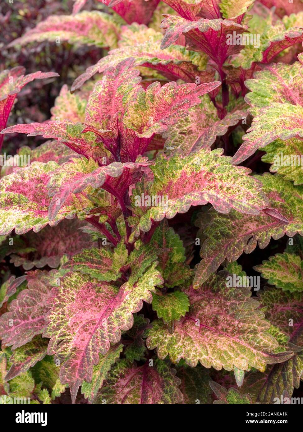 Indian coleus hi-res stock photography and images - Alamy