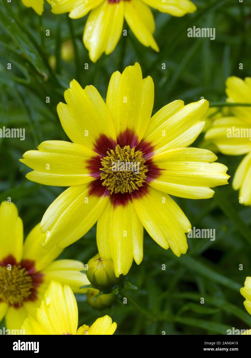 Gold nugget flower hi-res stock photography and images - Alamy