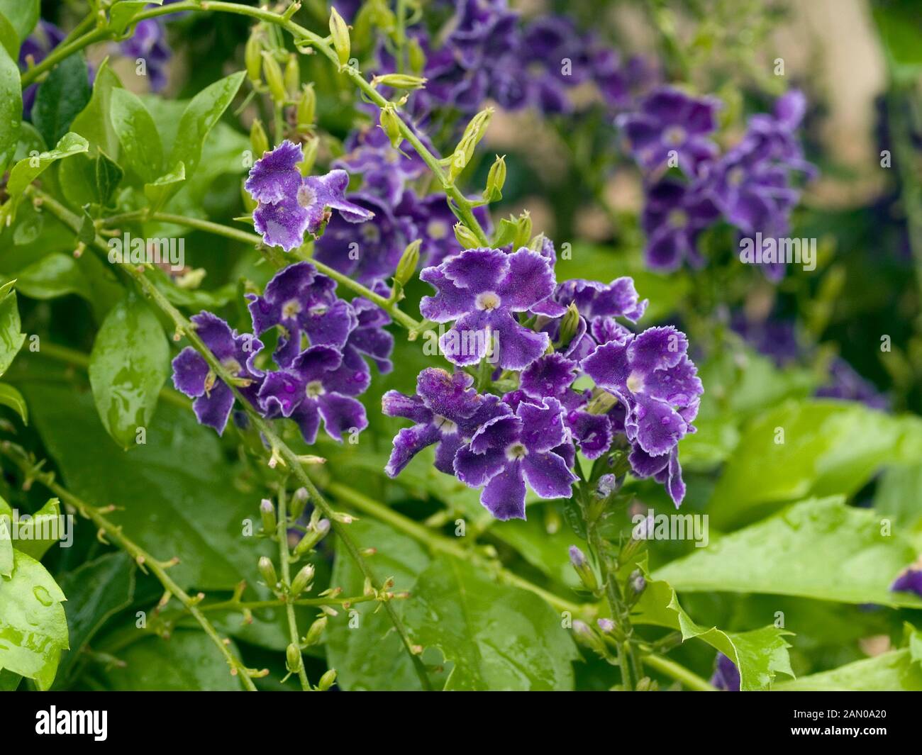 DURANTA SWEET MEMORIES Stock Photo - Alamy