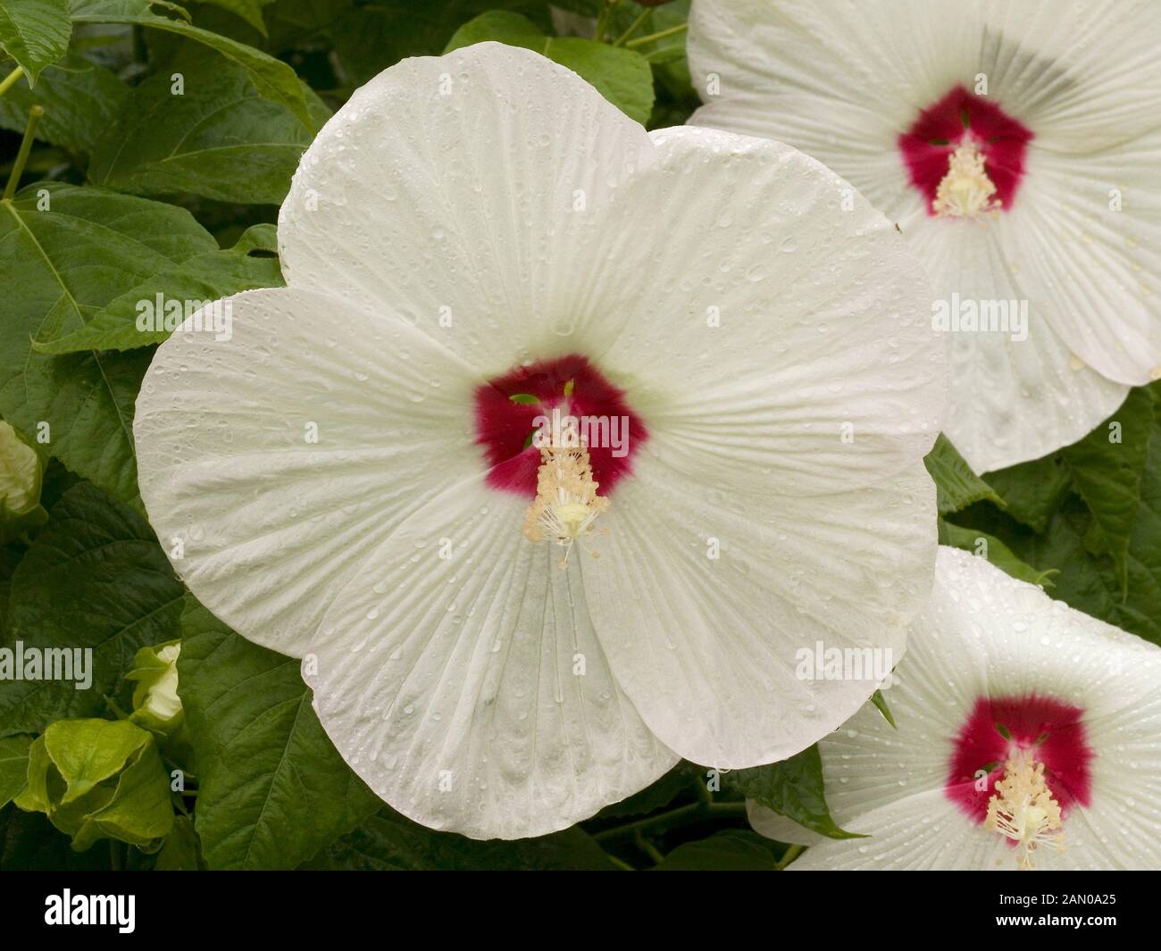 HIBISCUS MOSCHEUTOS LUNA BLUSH Stock Photo - Alamy