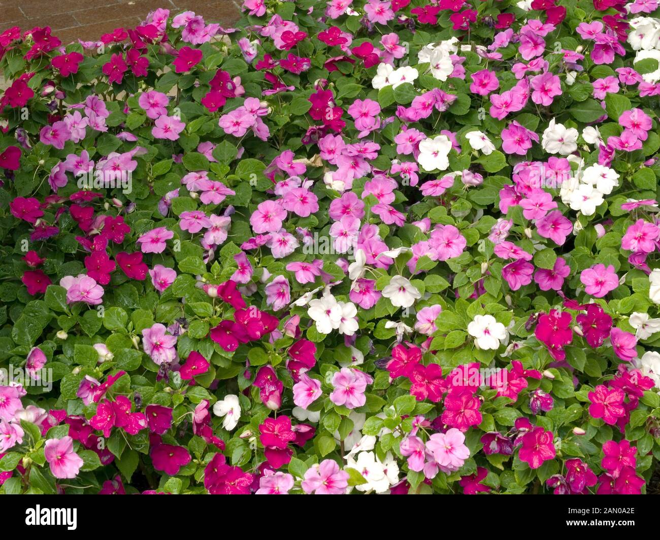 Impatiens walleriana hi-res stock photography and images - Alamy