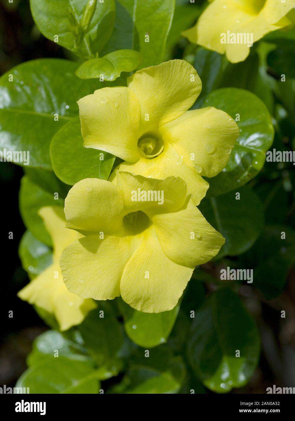 Pentalinon hi-res stock photography and images - Alamy