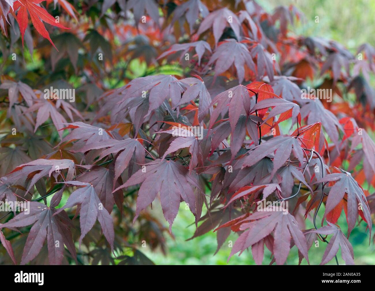 Japanese maple red emperor hi-res stock photography and images - Alamy