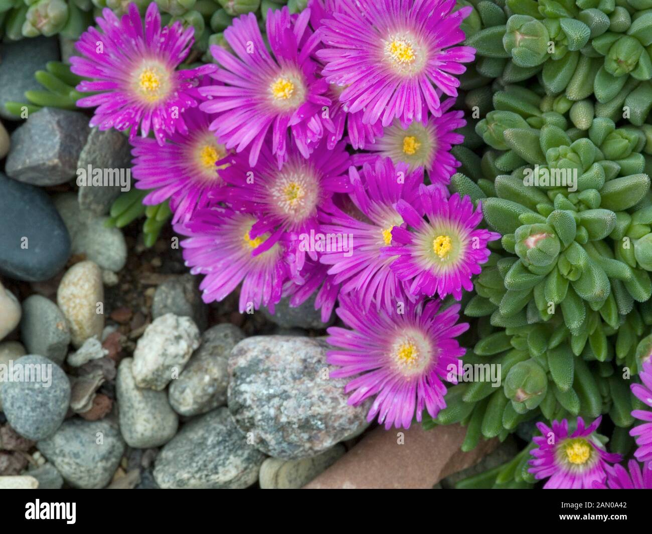 Lesotho flowers hi-res stock photography and images - Alamy