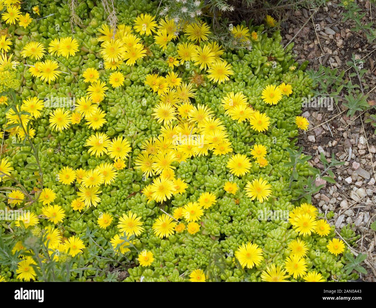 Delosperma nubigenum hi-res stock photography and images - Alamy