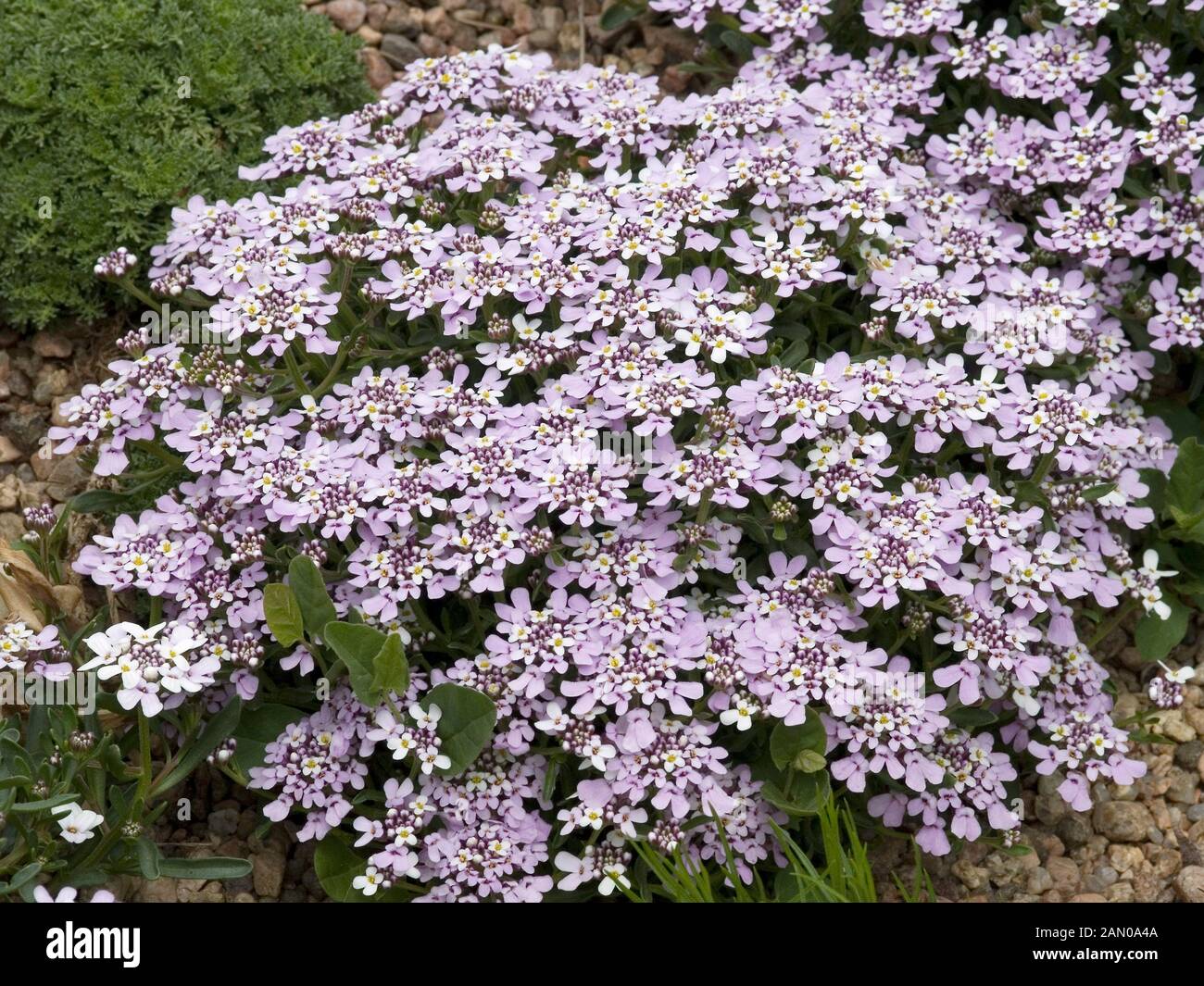 Iberis gibraltarica hi-res stock photography and images - Alamy