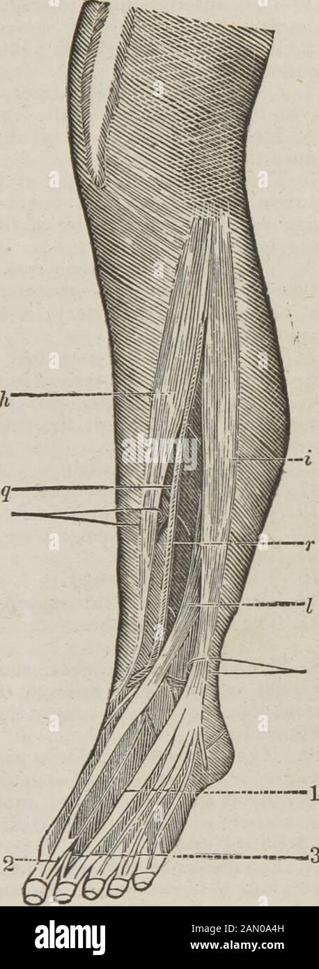 The dissector's guide, or, Student's companion : illustrated by ...