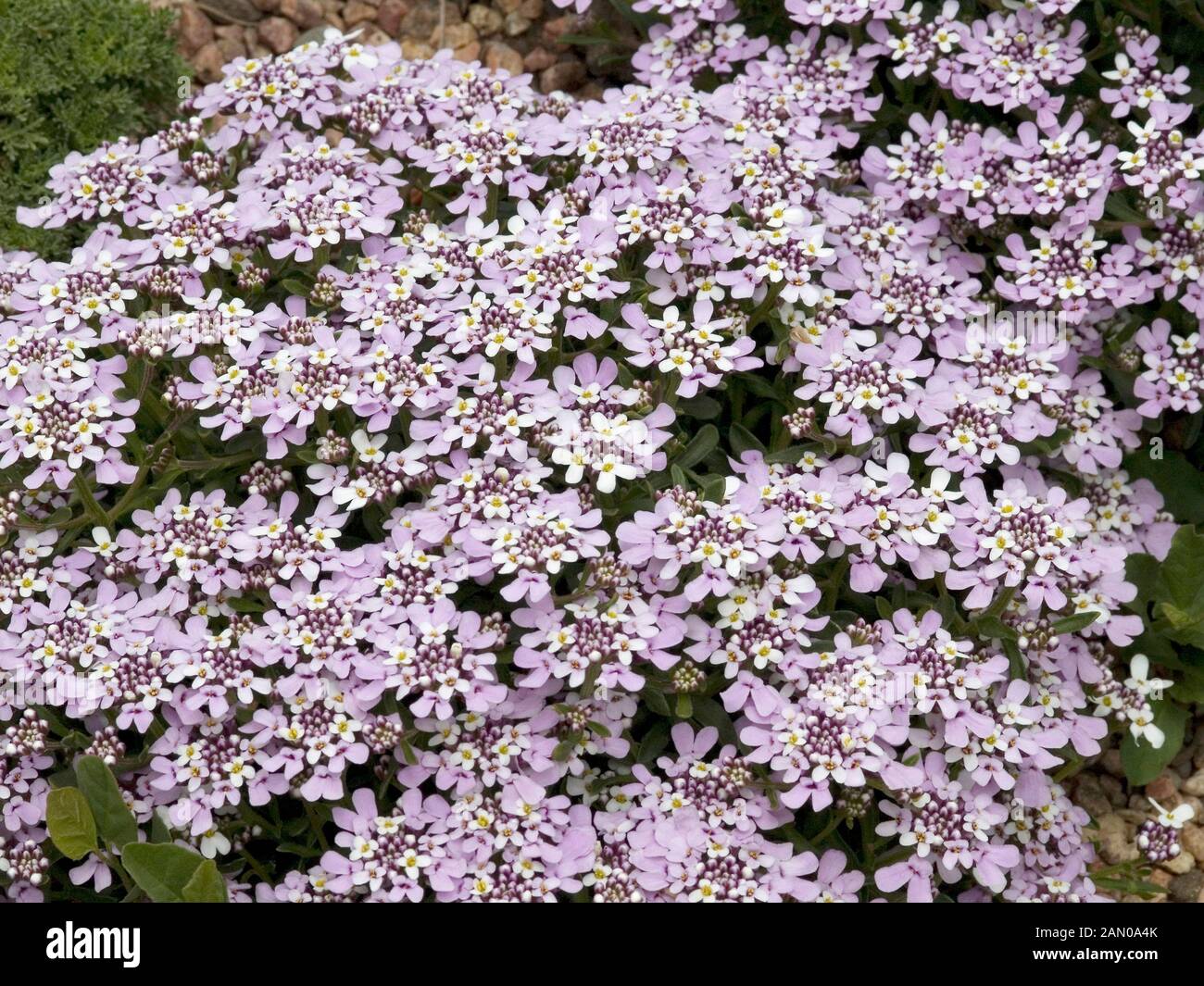 Iberis gibraltarica hi-res stock photography and images - Alamy