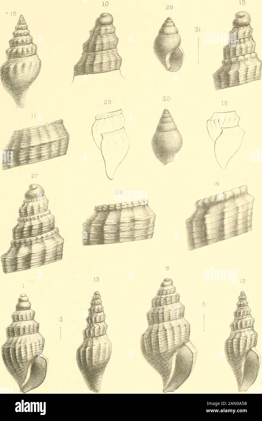 Mollusques hi-res stock photography and images - Alamy