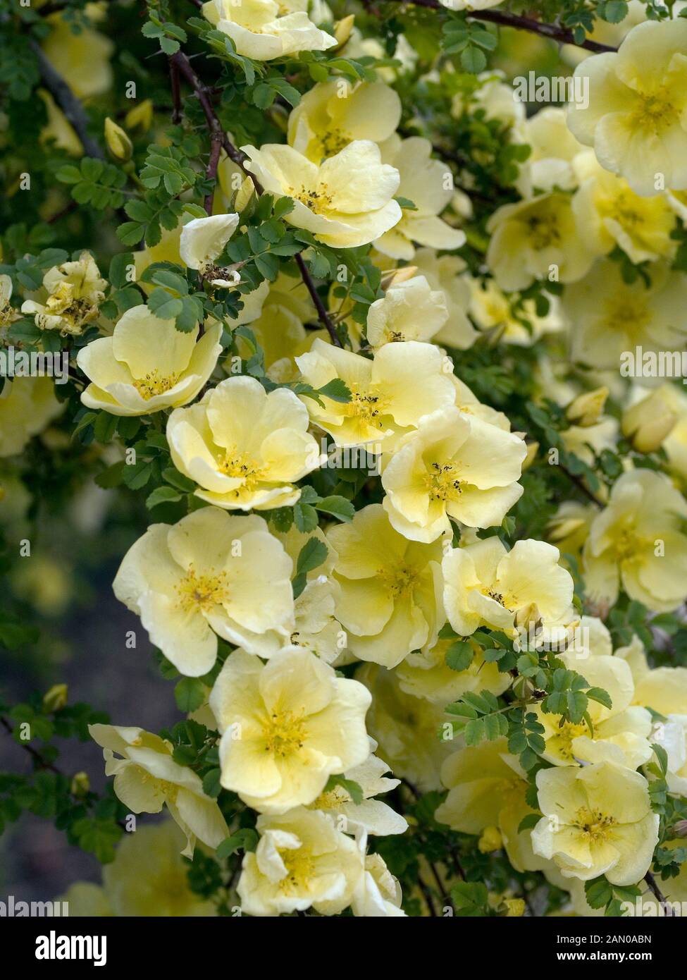 Rose canary bird hi-res stock photography and images - Alamy