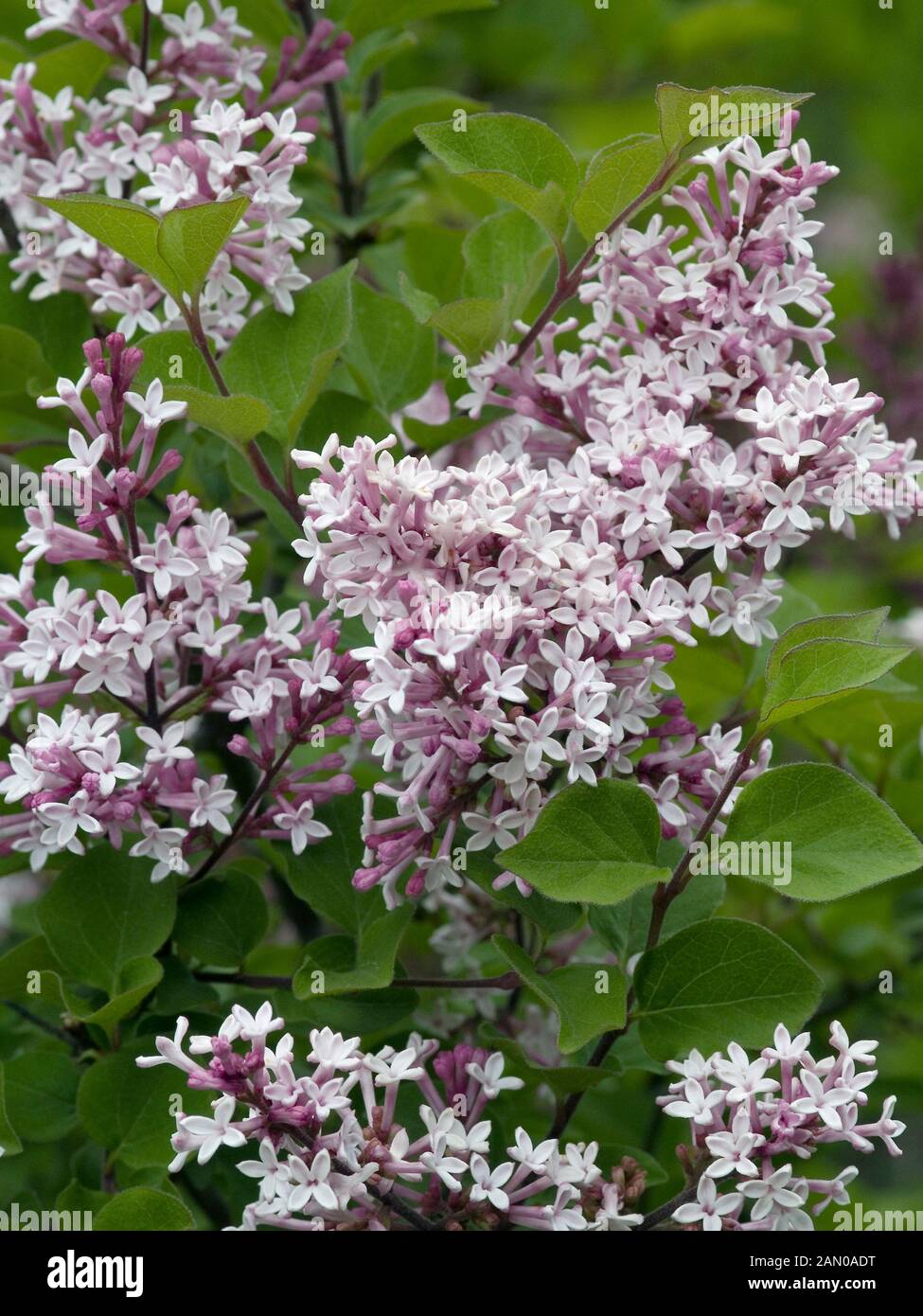 Syringa patula miss kim hi-res stock photography and images - Alamy