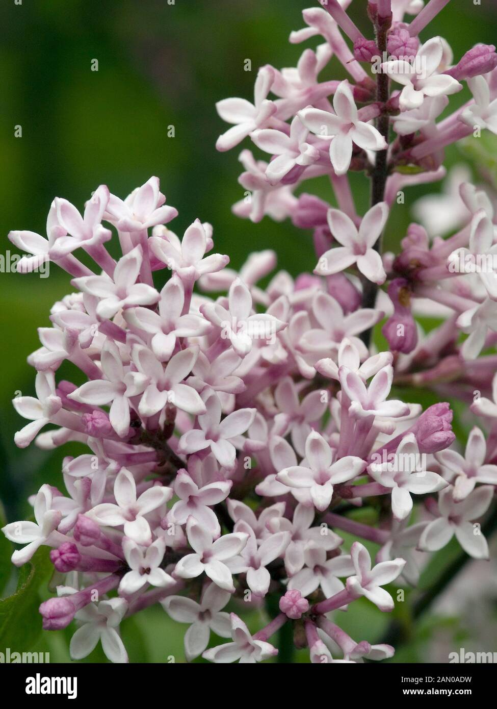 Syringa patula miss kim hi-res stock photography and images - Alamy