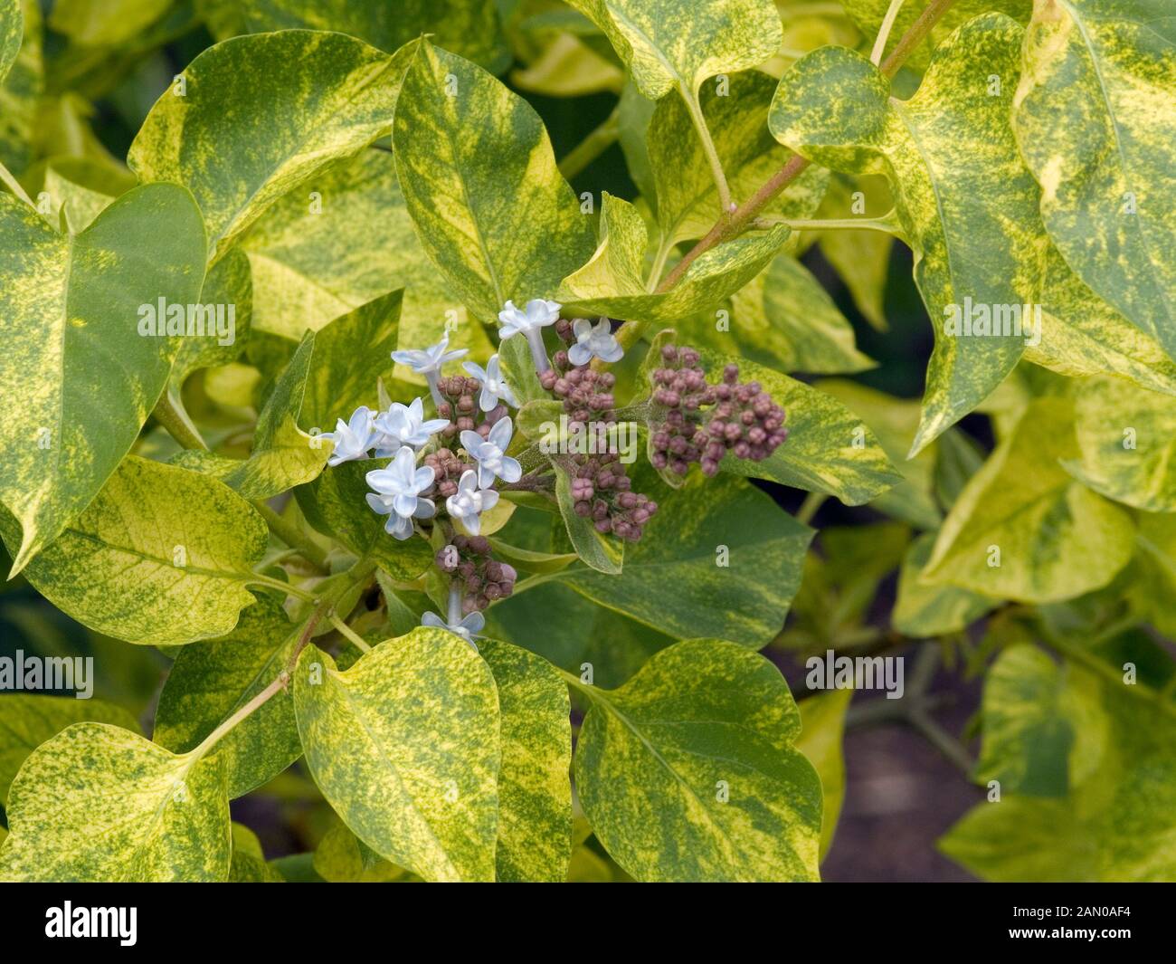 Aucubaefolia hi-res stock photography and images - Alamy
