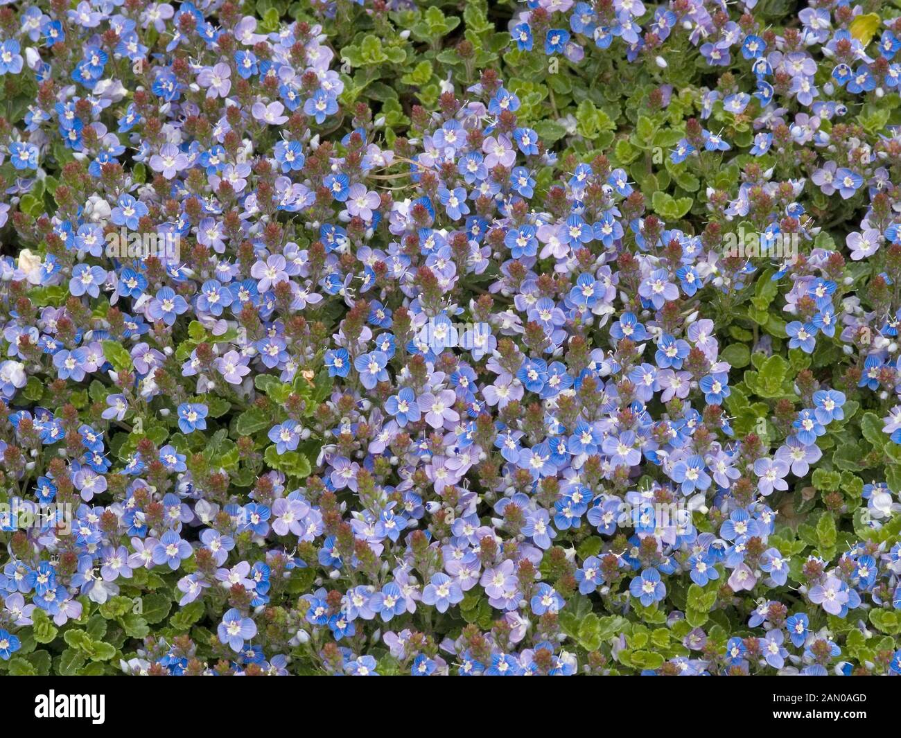 Reavis High Resolution Stock Photography and Images - Alamy