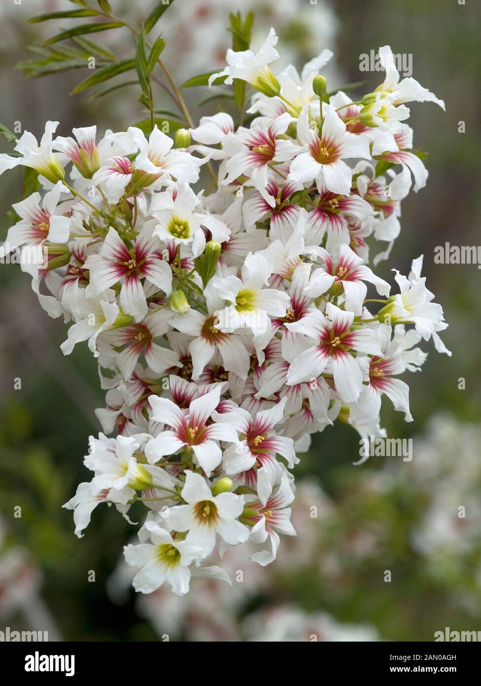 XANTHOCERAS SORBIFOLIUM GOLDEN HORN TREE Stock Photo - Alamy