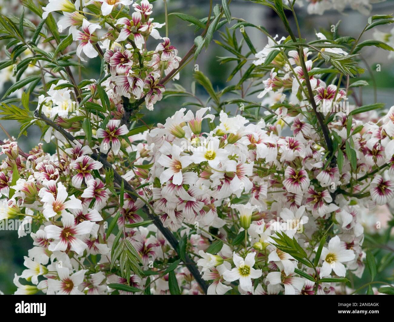 XANTHOCERAS SORBIFOLIUM GOLDEN HORN TREE Stock Photo - Alamy