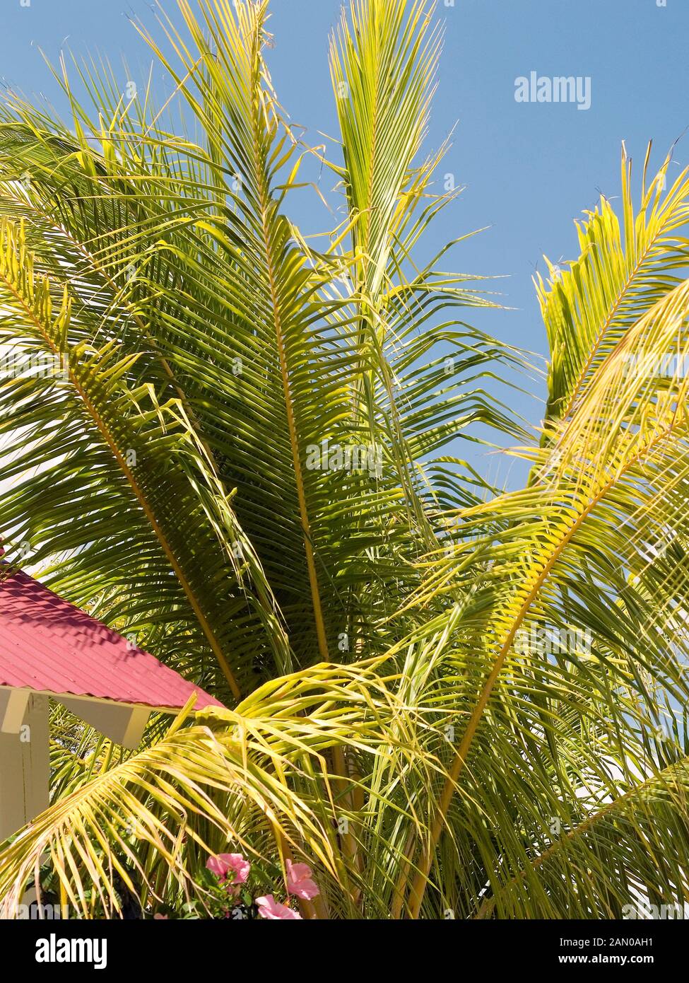 Cocos nucifera golden yellow hi-res stock photography and images - Alamy