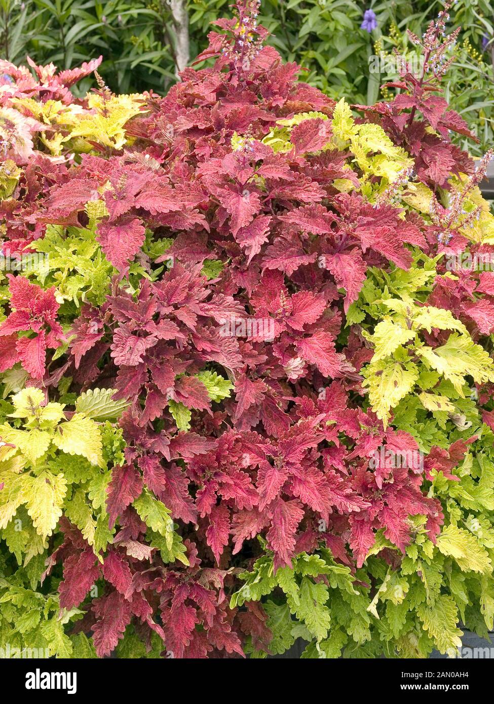 Coleus mix in container hi-res stock photography and images - Alamy