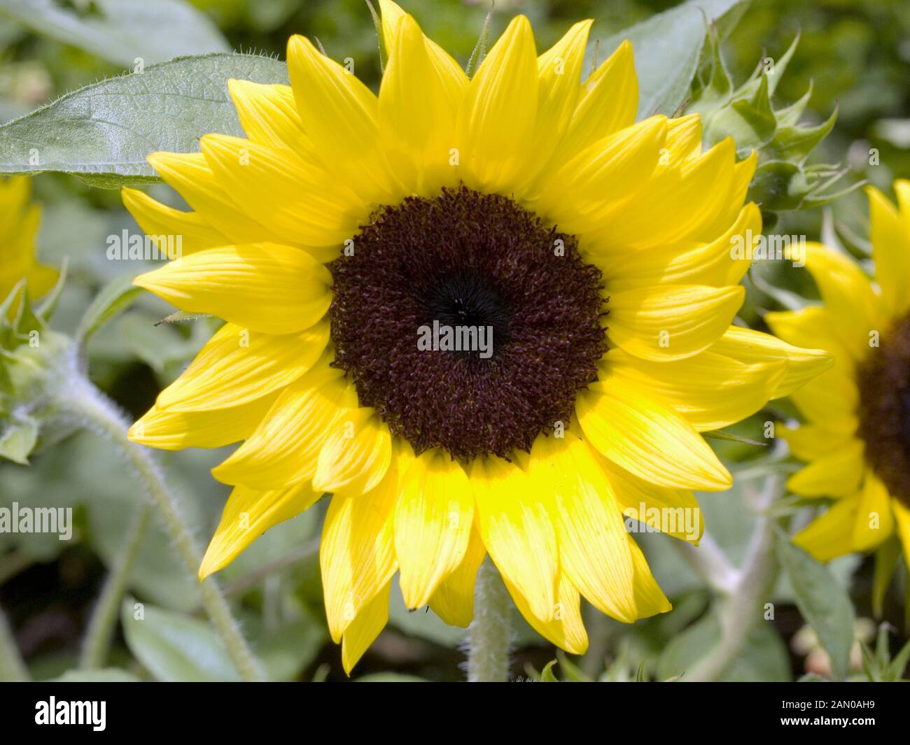 Helianthus annuus lemon queen hi-res stock photography and images - Alamy