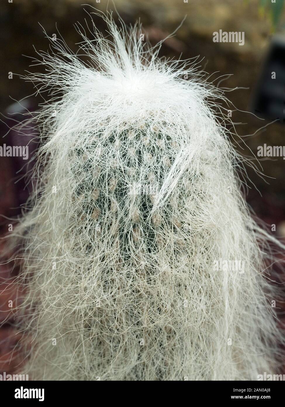 CEPHALOCEREUS SENILIS OLD MAN CACTUS Stock Photo - Alamy