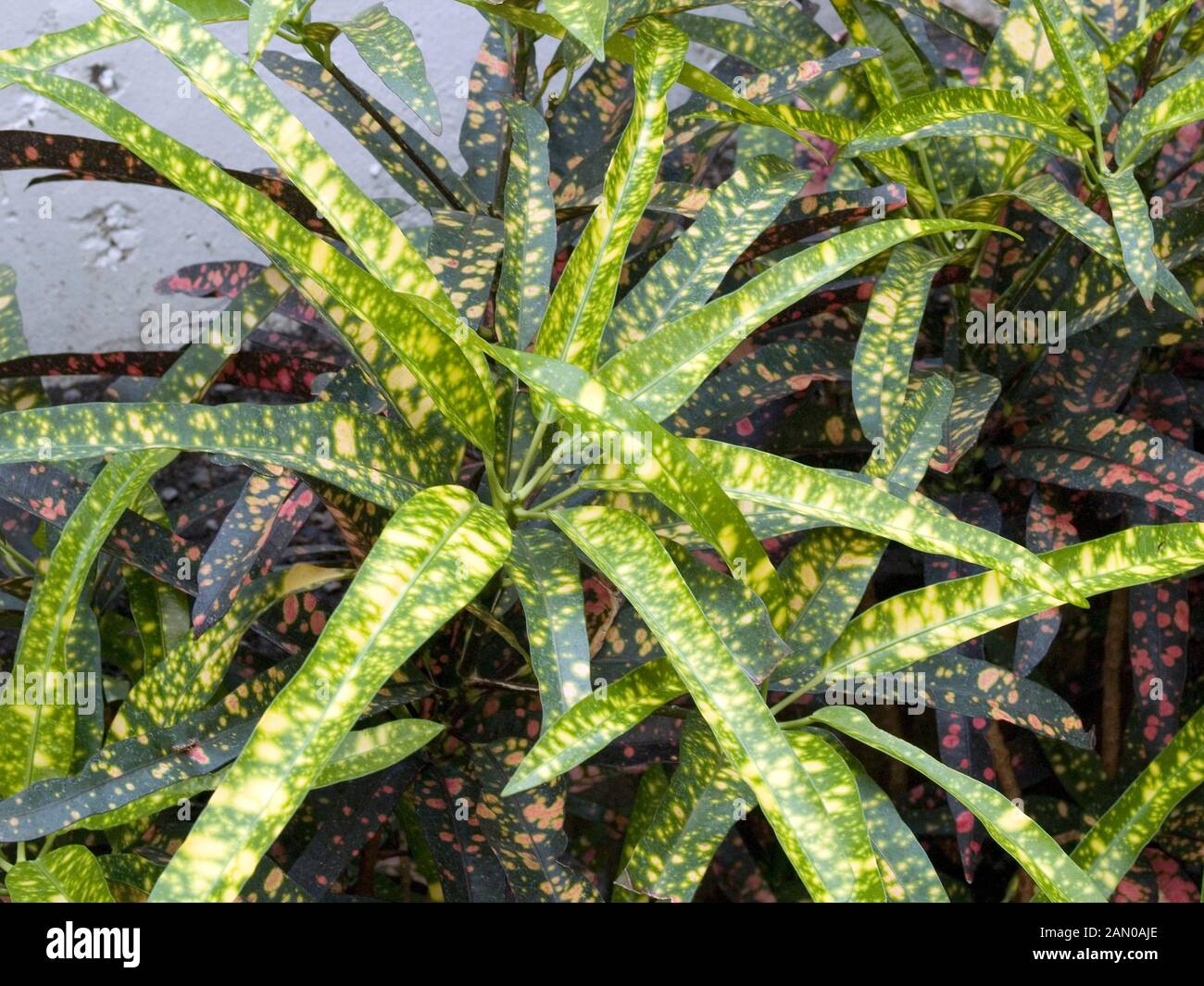 Codiaeum variegatum hi-res stock photography and images - Alamy