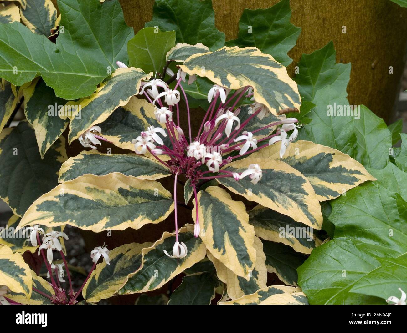 Clerodendron hi-res stock photography and images - Alamy