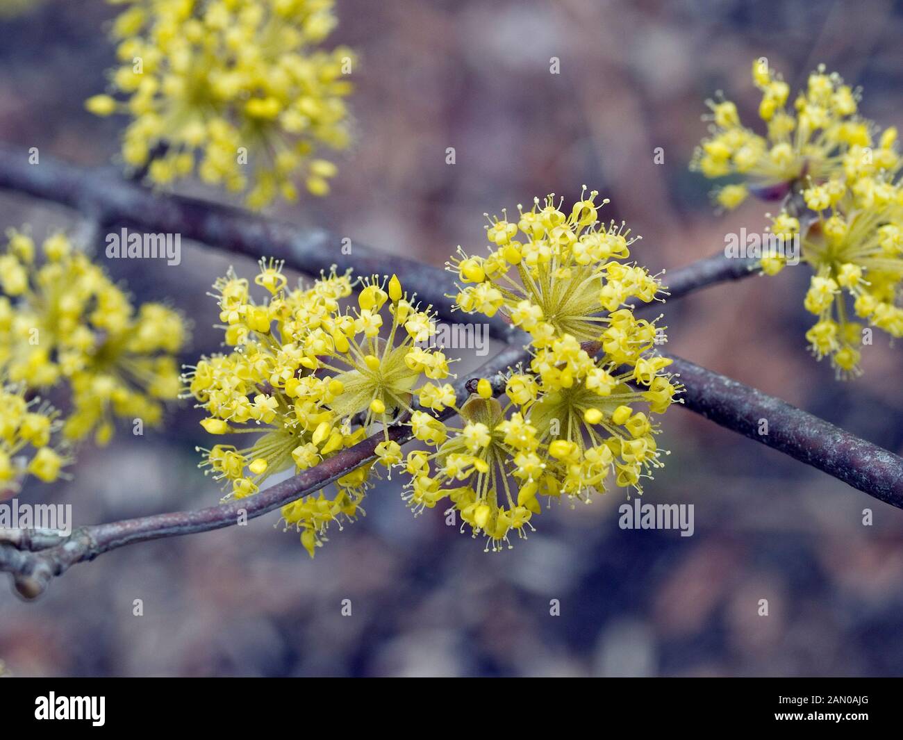 Cornus mas flowers hi-res stock photography and images - Alamy