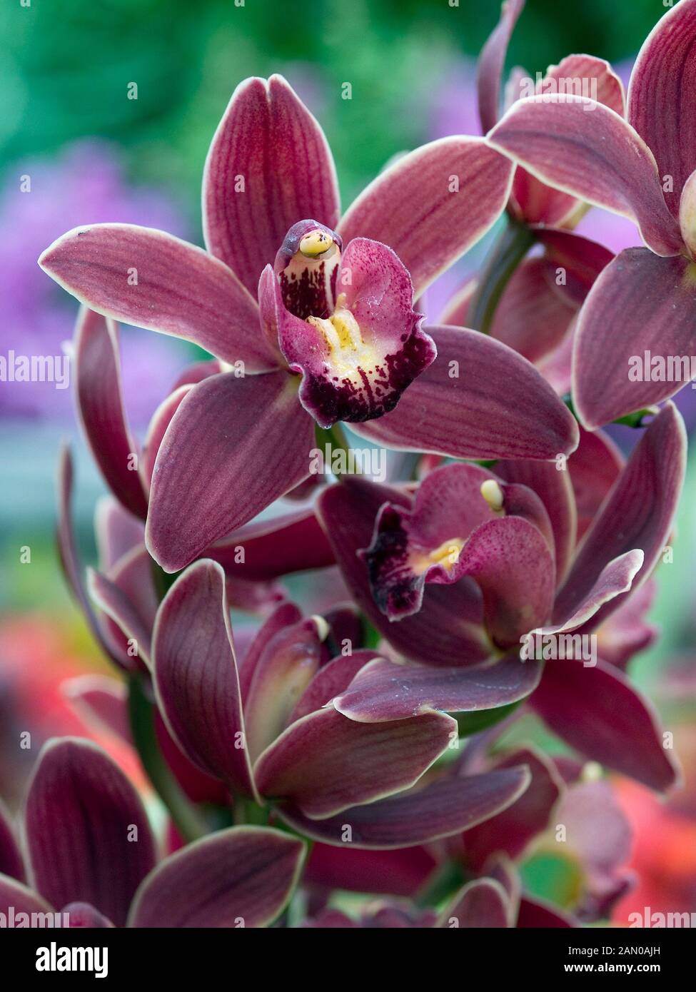 Purple cymbidium hi-res stock photography and images - Alamy