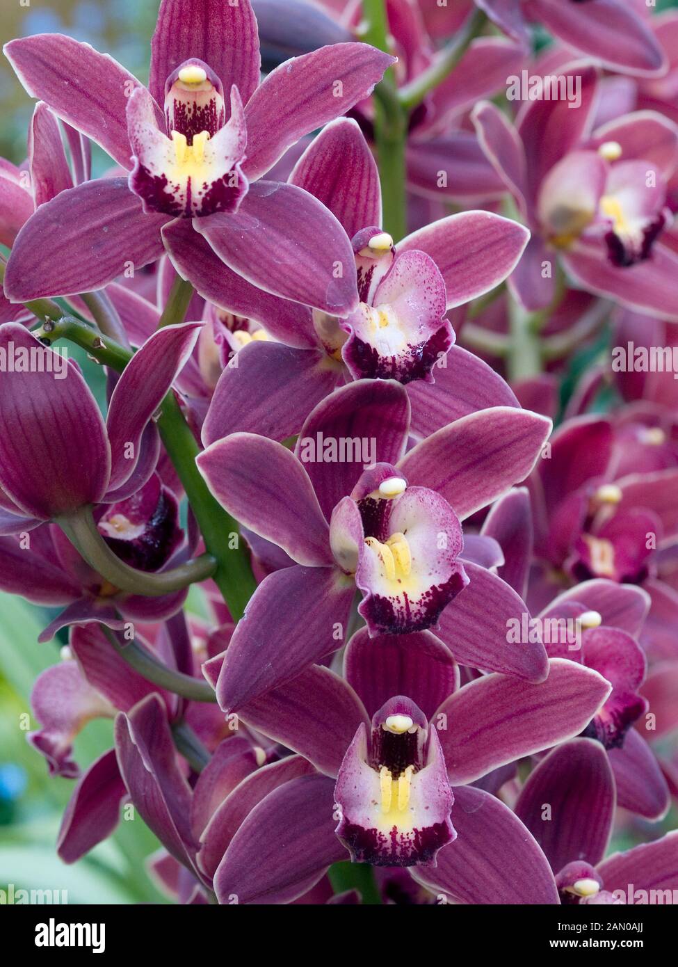 Purple cymbidium hi-res stock photography and images - Alamy