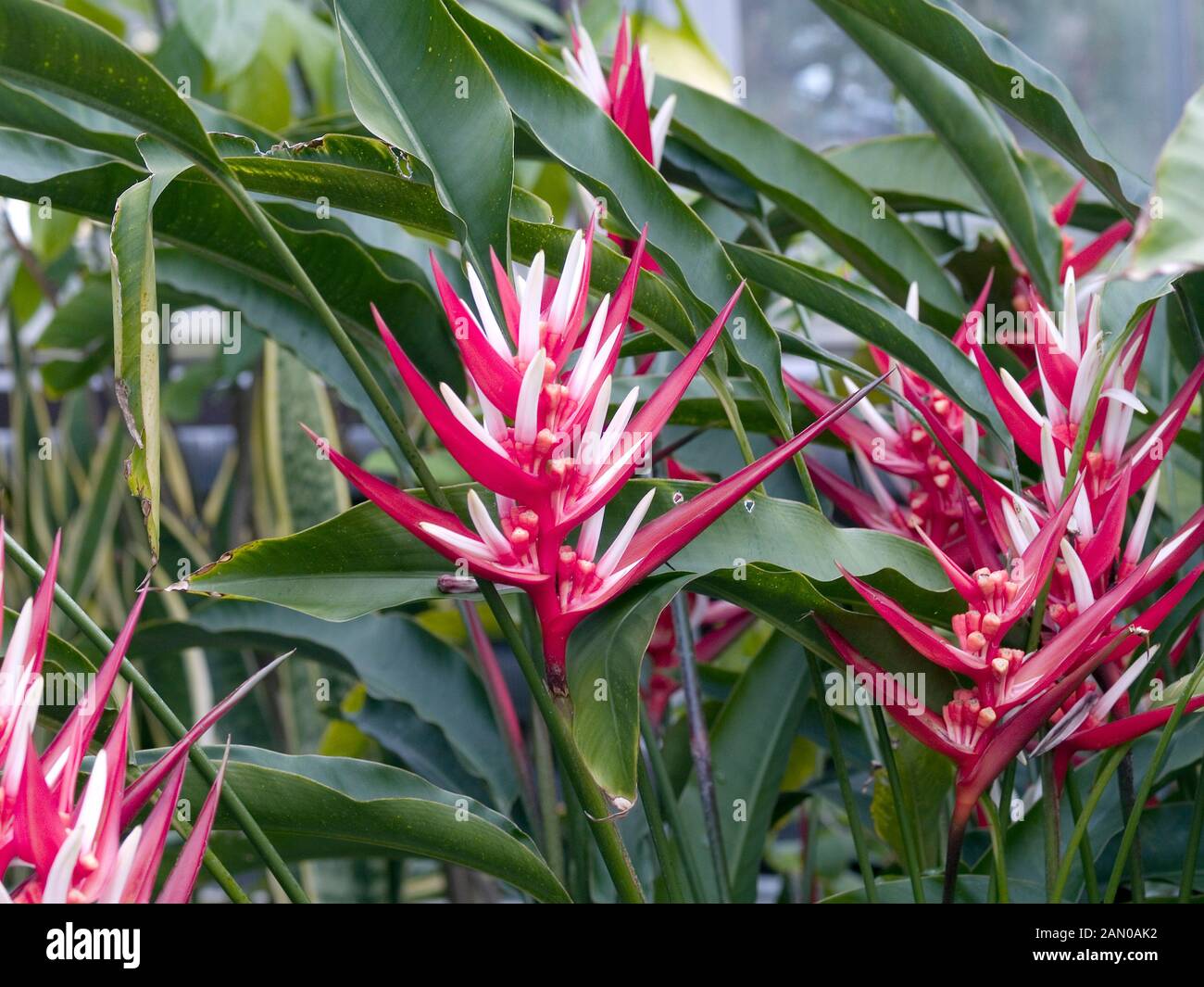 Heliconia Angusta Red Holiday High Resolution Stock Photography and ...