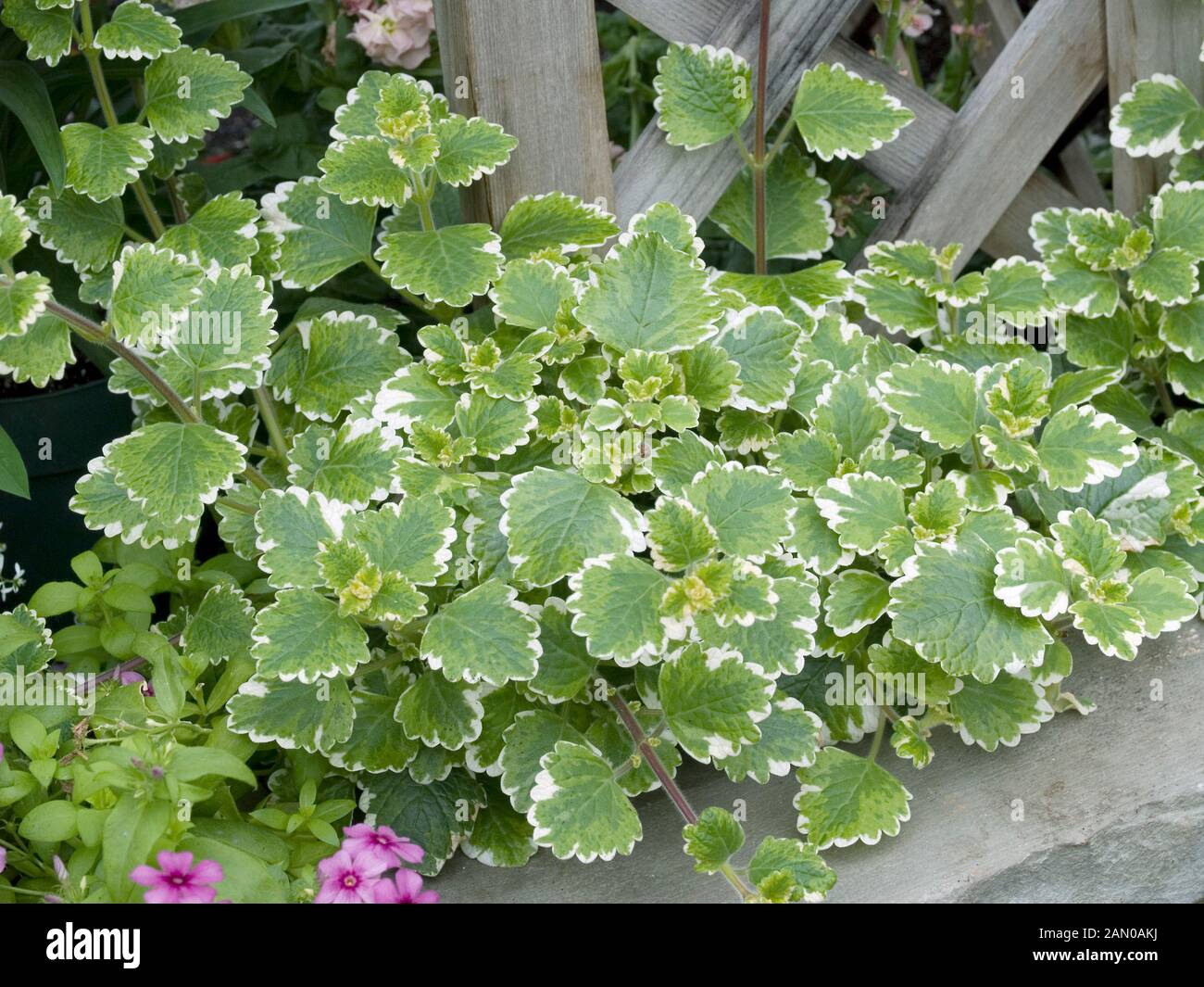 Plectranthus coleoides hi-res stock photography and images - Alamy