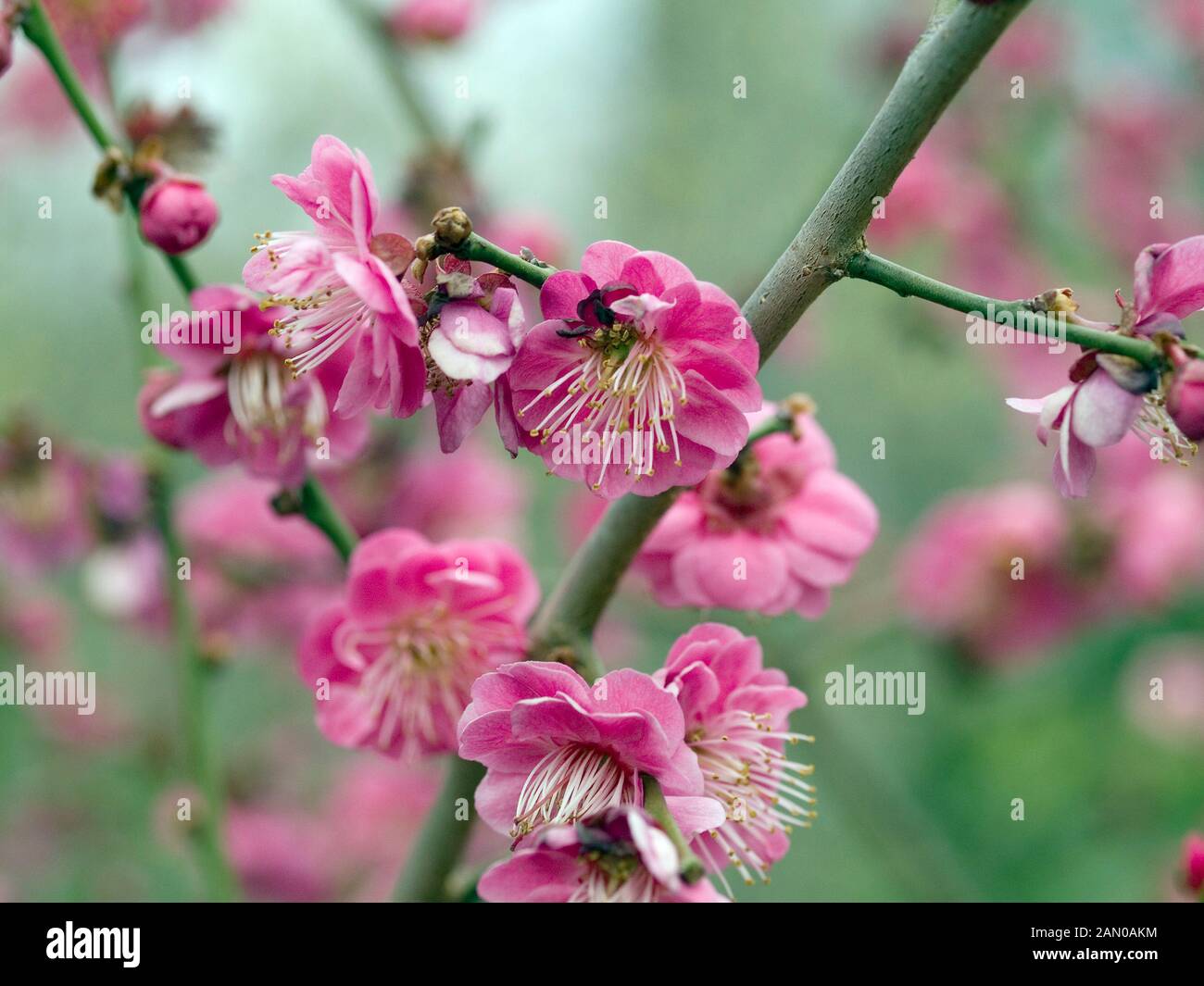 Prunus mume hi-res stock photography and images - Alamy