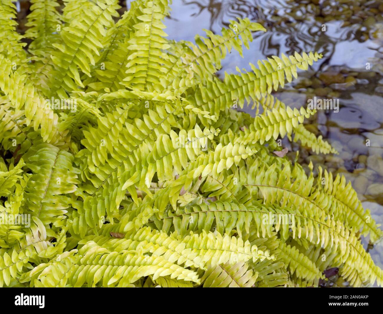 Nephrolepis Exaltata Bostoniensis