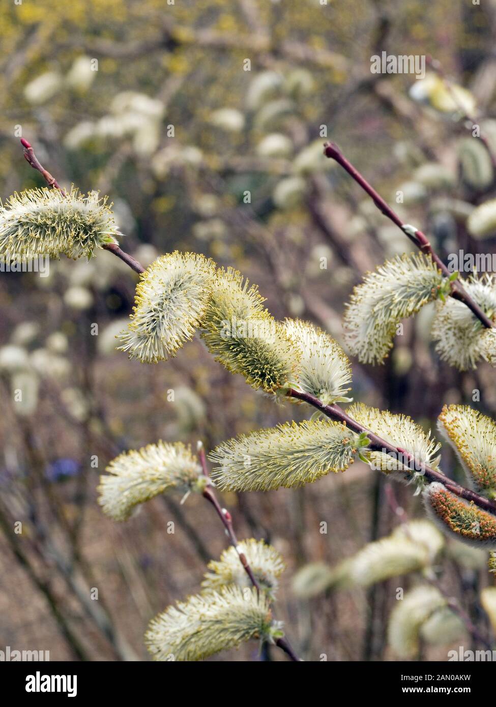 Salix chaenomeloides hi-res stock photography and images - Alamy