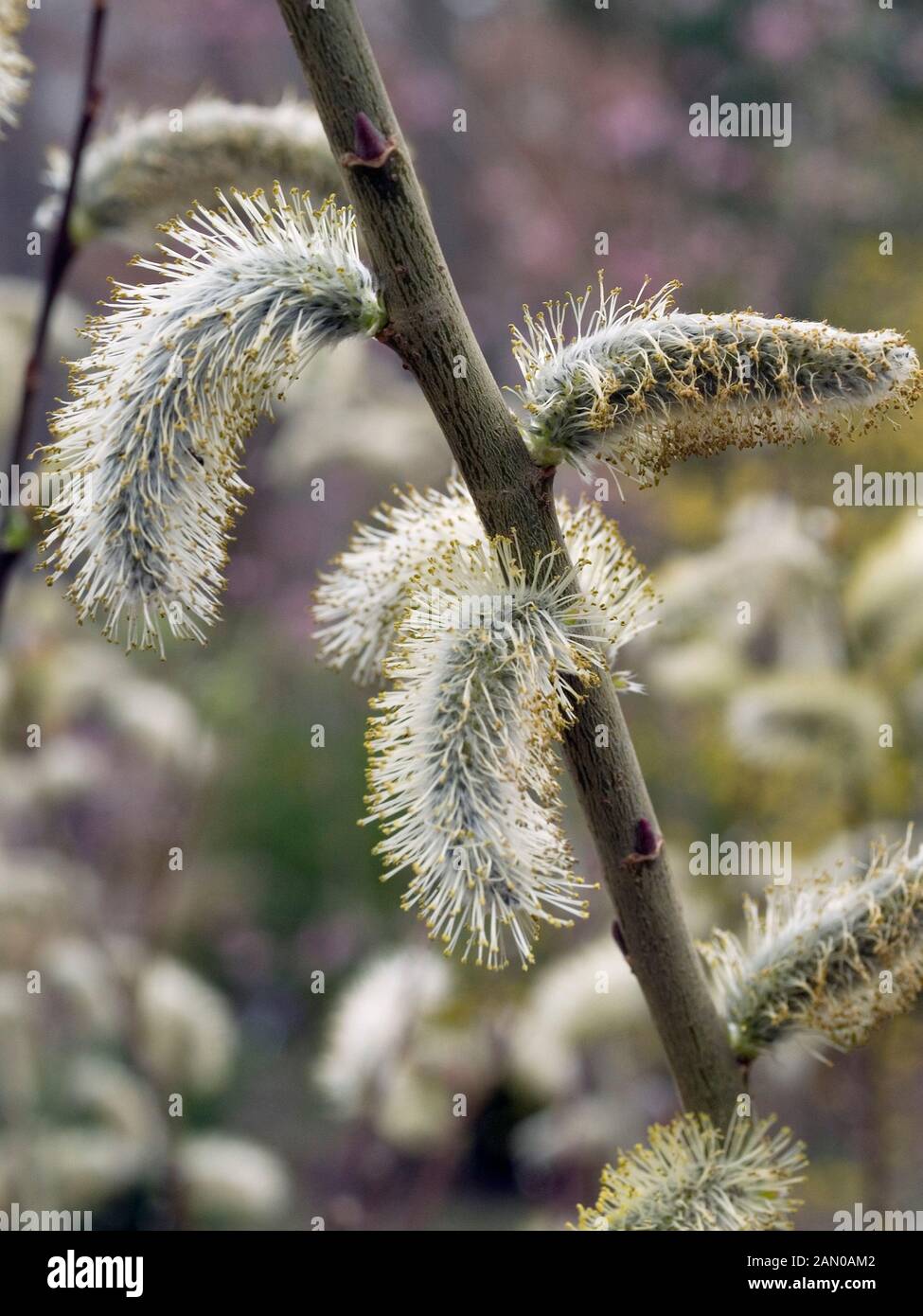 Salix chaenomeloides hi-res stock photography and images - Alamy