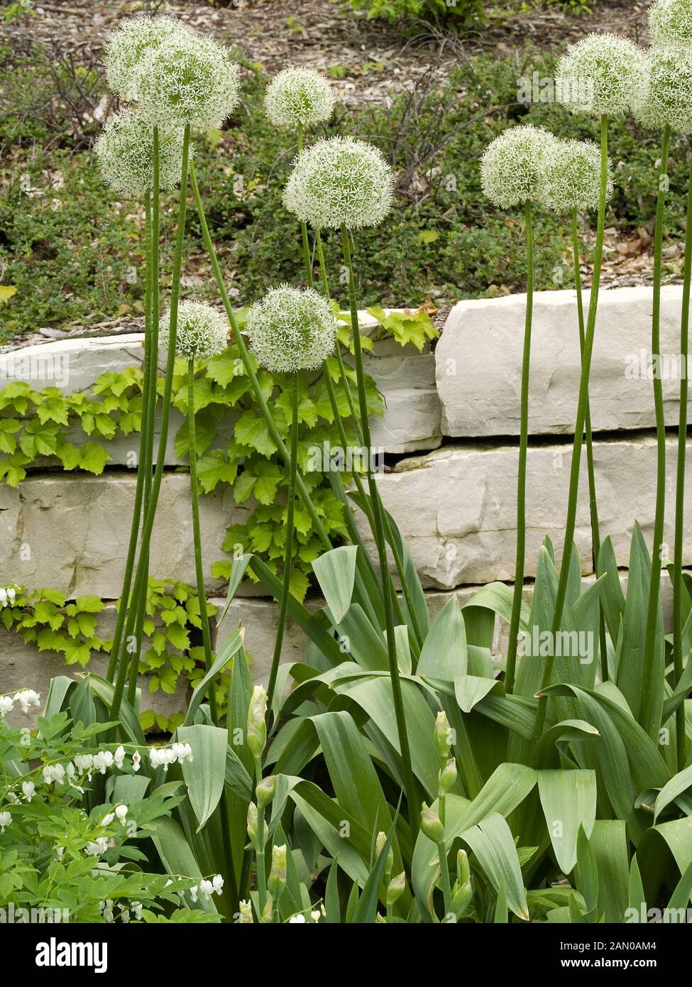 Allium White Giant